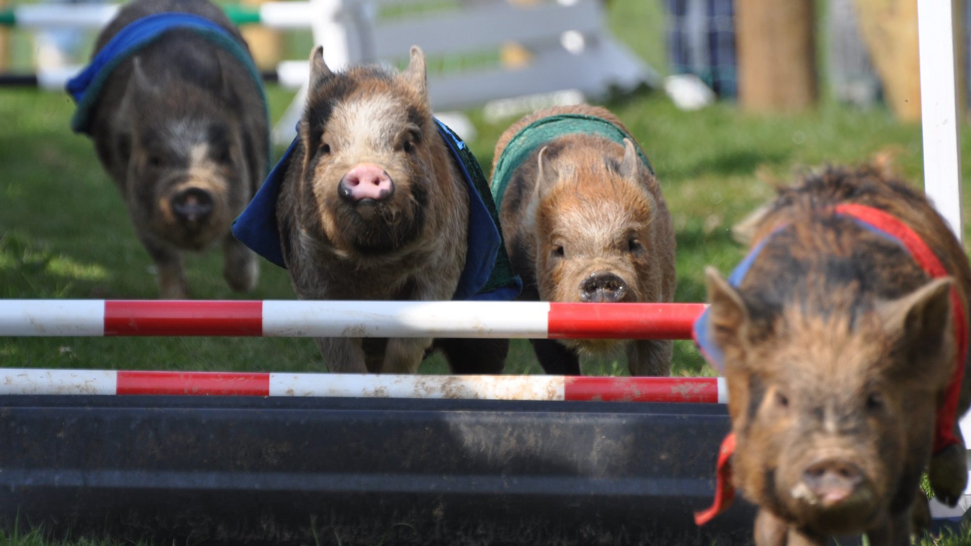 Pennywell Farm - Childrens Visitor Attraction - Devon